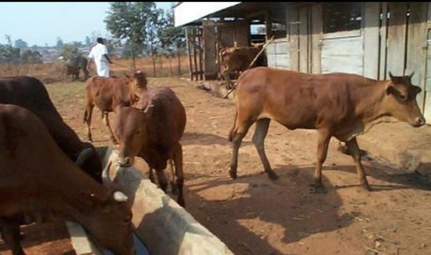 Faculté d’Agronomie et des Sciences Agricoles – Université de Dschang